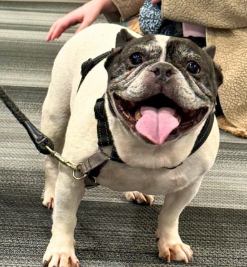 University of Cincinnati - Blue Ash - Pet Partners of Greater Cincinnati