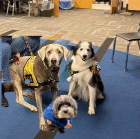 Mariemont Elementary School - Pet Partners of Greater Cincinnati