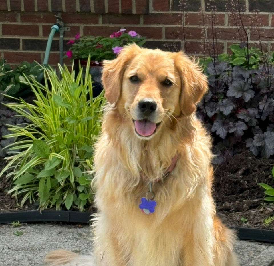 Pets - Pet Partners of Greater Cincinnati